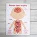 Human Anatomy Printable, Body Organs Matching Activity Busy Book Pdf ...