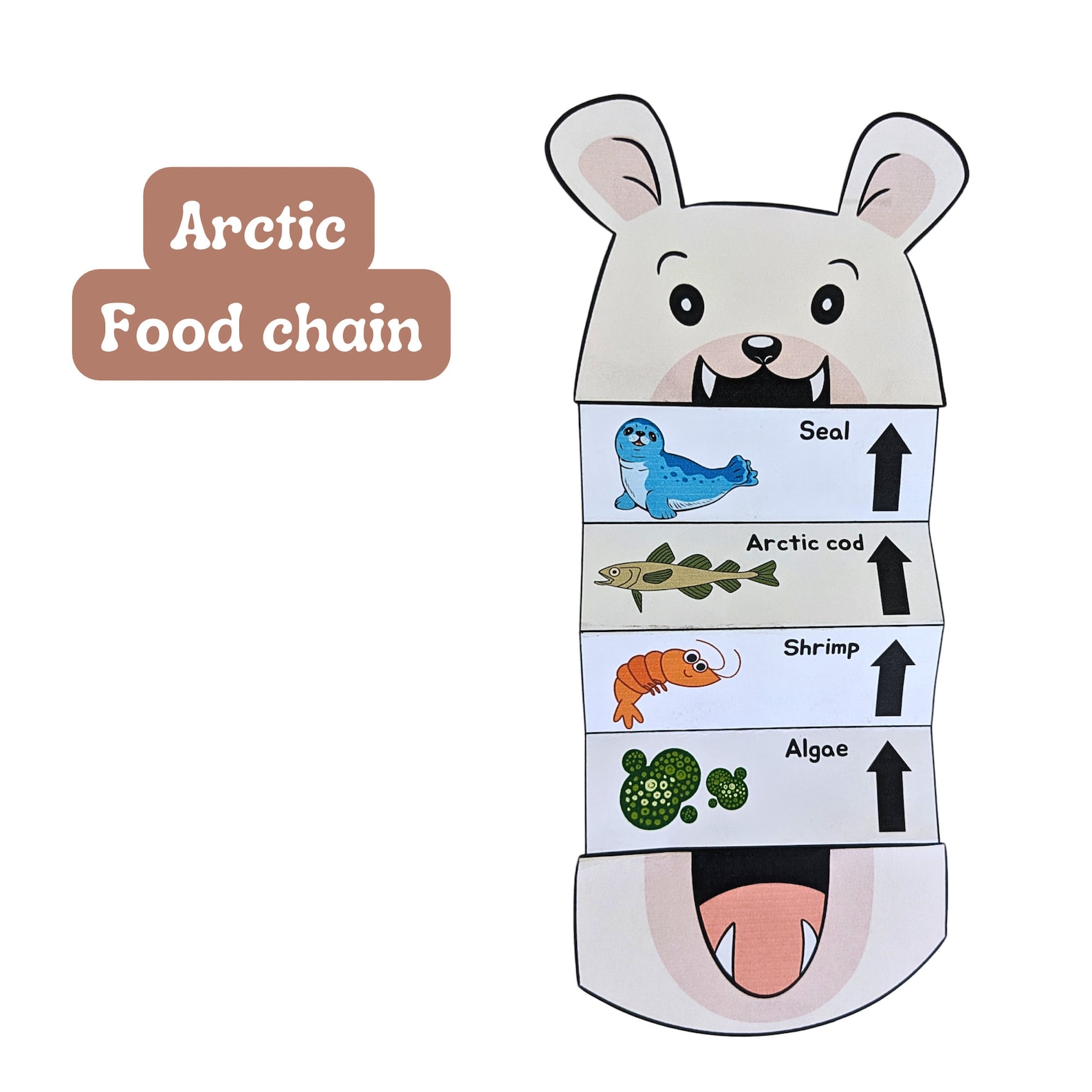 Food Chain- Marine Foodchain, Arctic Foodchain, Grassland Foodchain and ...
