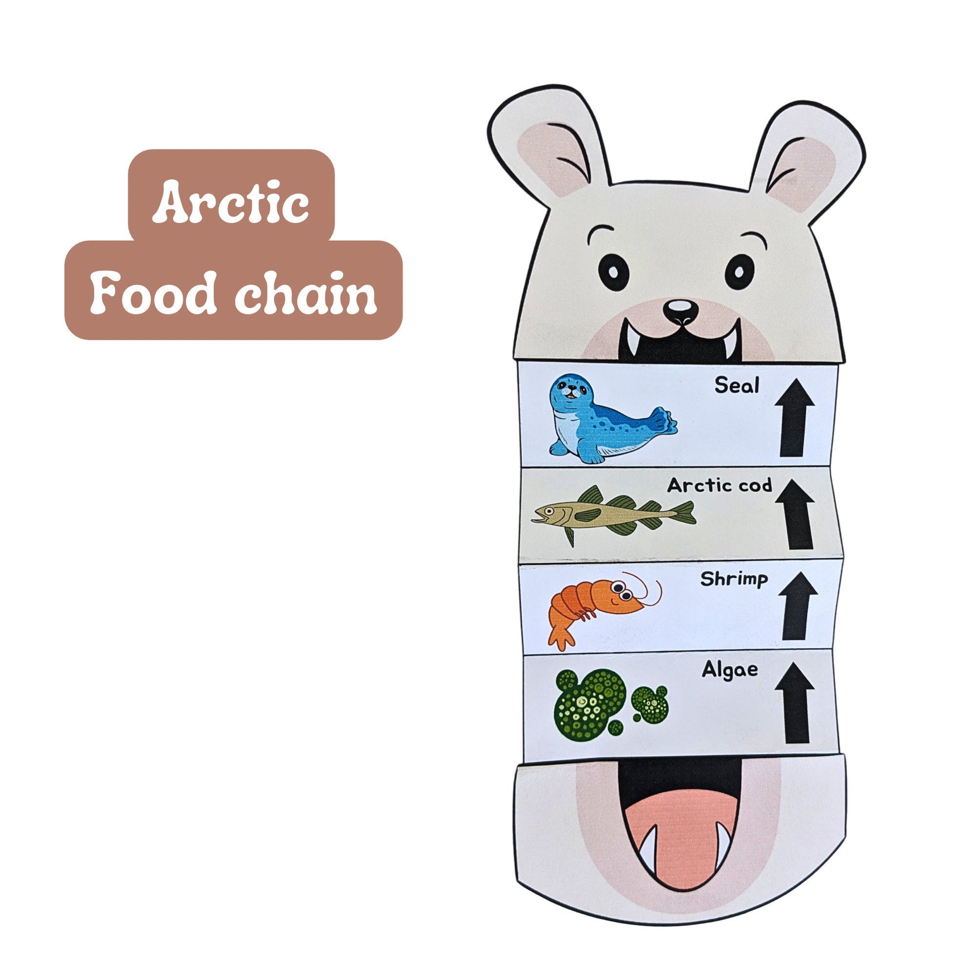 Food Chain- Marine Foodchain, Arctic Foodchain, Grassland Foodchain and ...