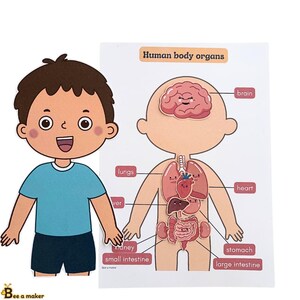 Human Body Organs Pdf | Science Busy Book | Human Anatomy | Printable ...
