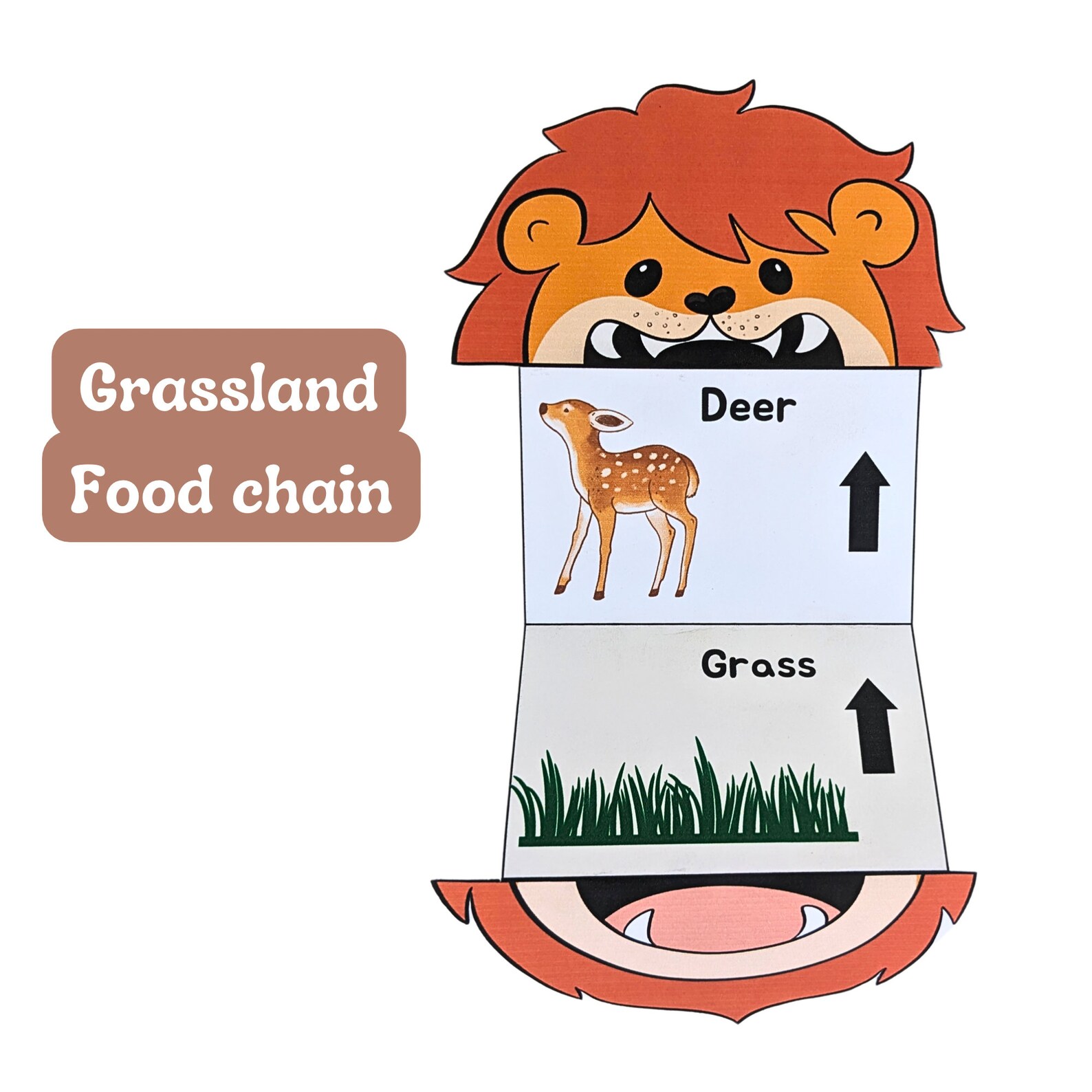 Food Chain- Marine Foodchain, Arctic Foodchain, Grassland Foodchain and ...
