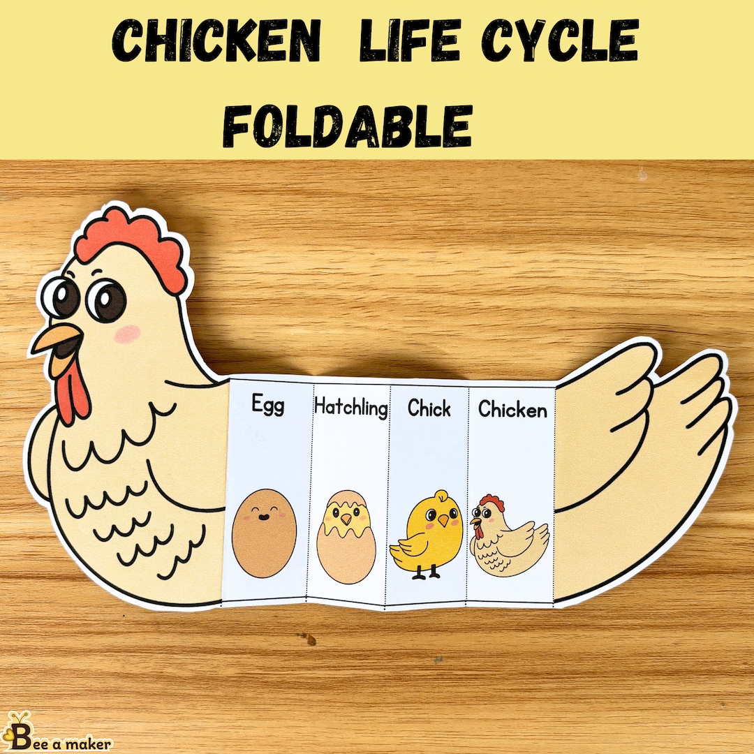 Chicken Life Cycle Foldable - Etsy