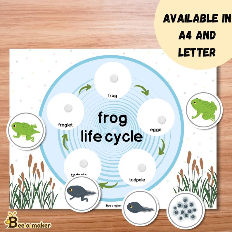 Frog Life Cycle Activity | Montessori Science Printable | Preschool ...