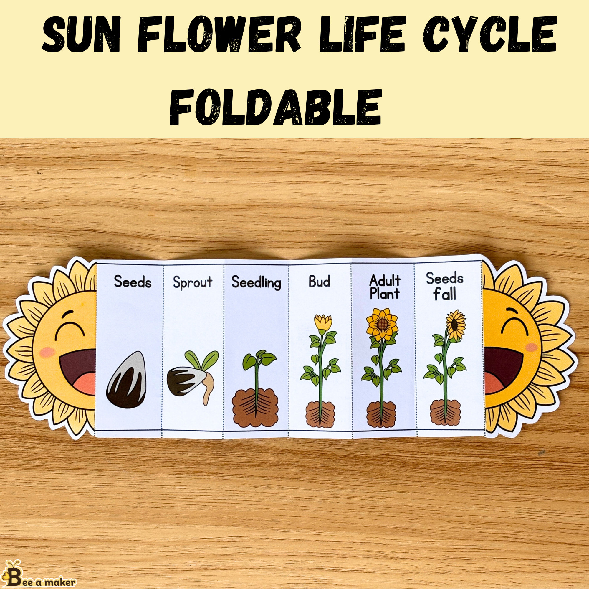 Sunflower Life Cycle Foldable - Etsy