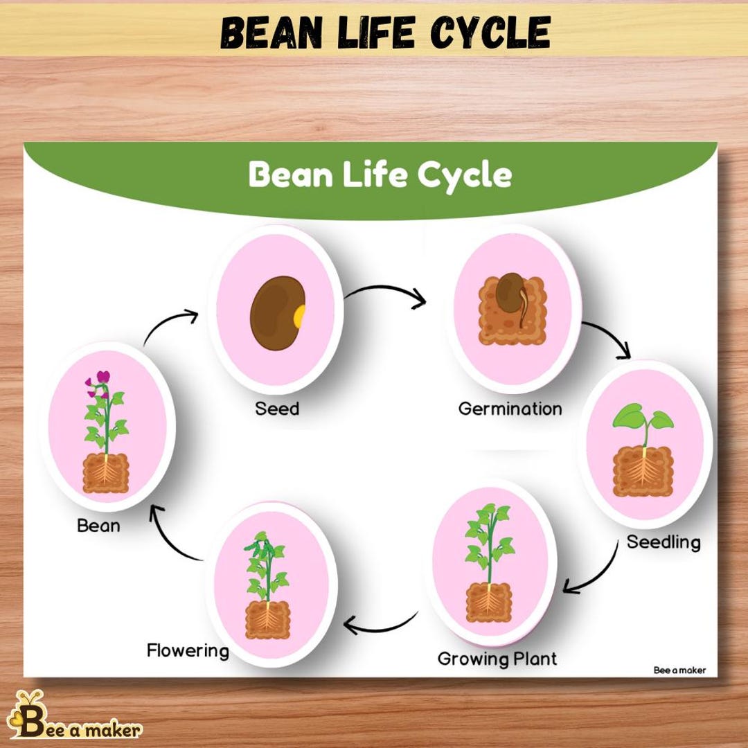 Bean Life Cycle Busy Book Page | Montessori Science Activity | Plant ...