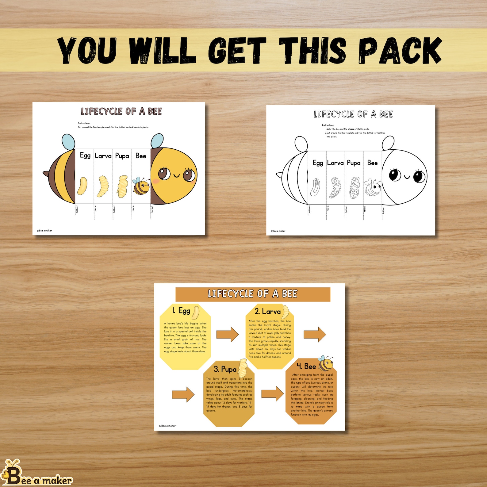 Bee Life Cycle Foldable - Etsy