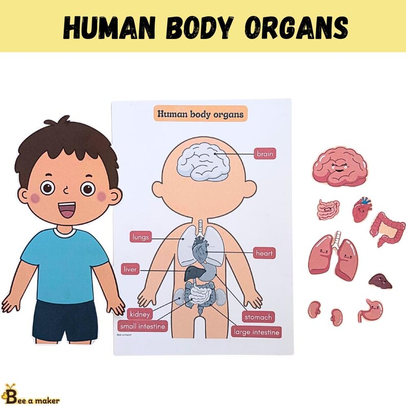 Human Body Organs Pdf | Science Busy Book | Human Anatomy | Printable ...
