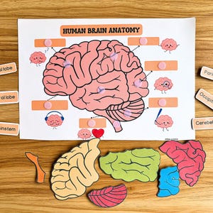 Human Brain Anatomy Busy Book Page - Etsy