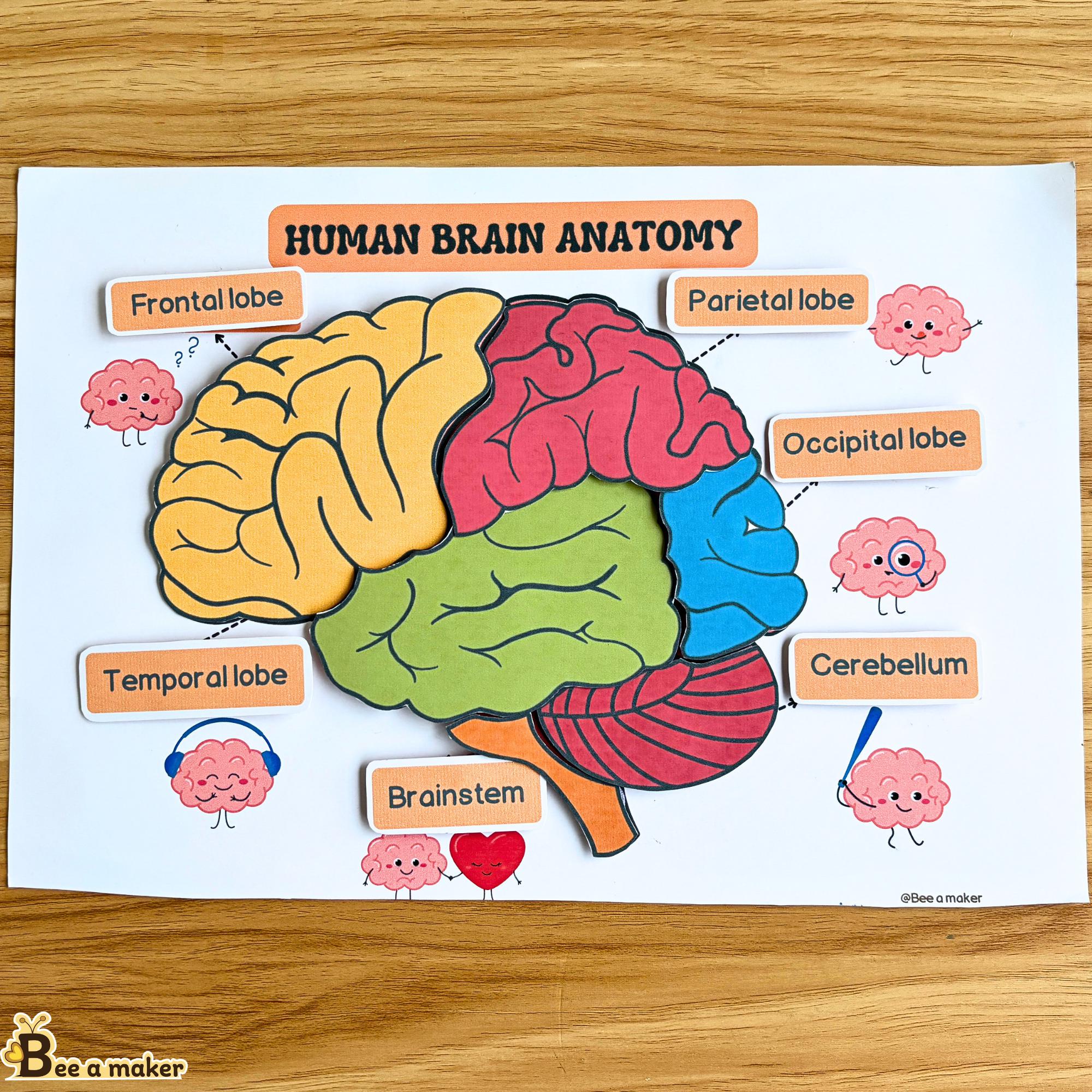 Human Brain Anatomy Busy Book Page - Etsy