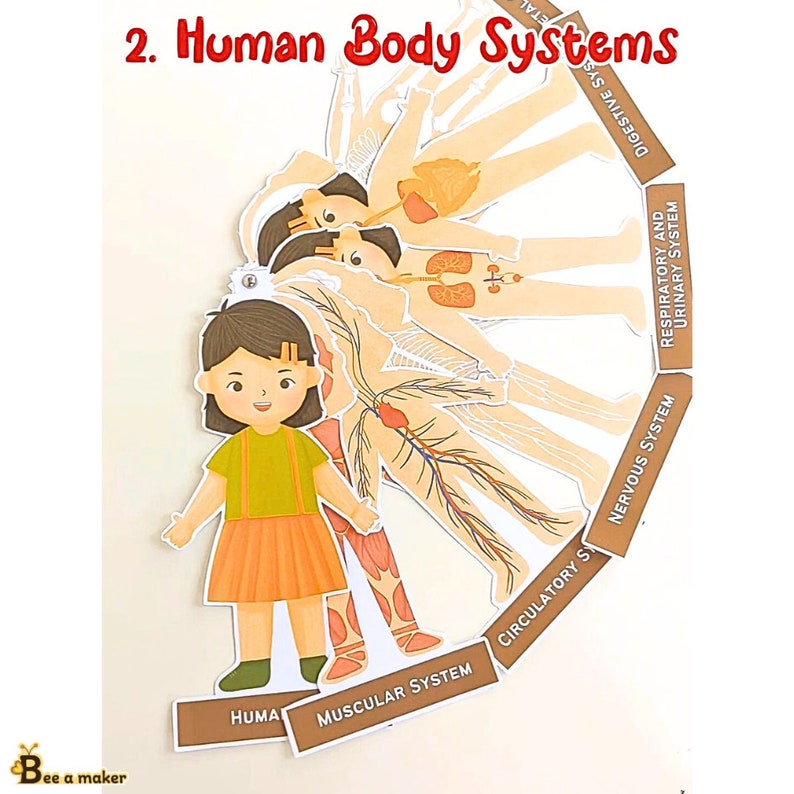 Human Body Systems - Etsy