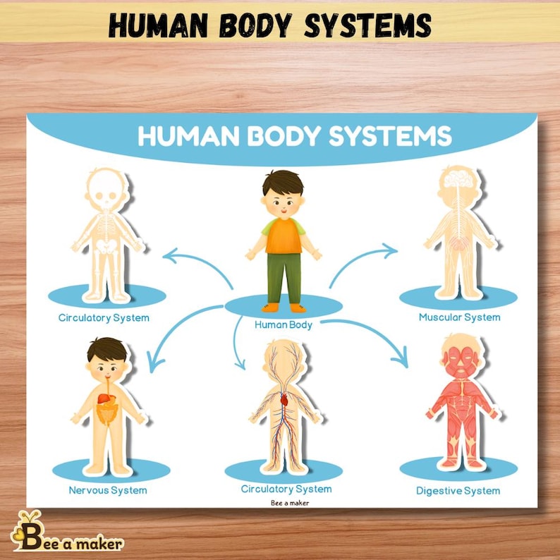 Human Body Systems Printable | Kids Science Learning Activity ...