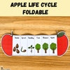 Apple Life Cycle Foldable - Etsy