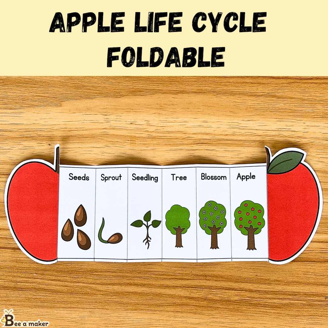 Apple Life Cycle Foldable - Etsy