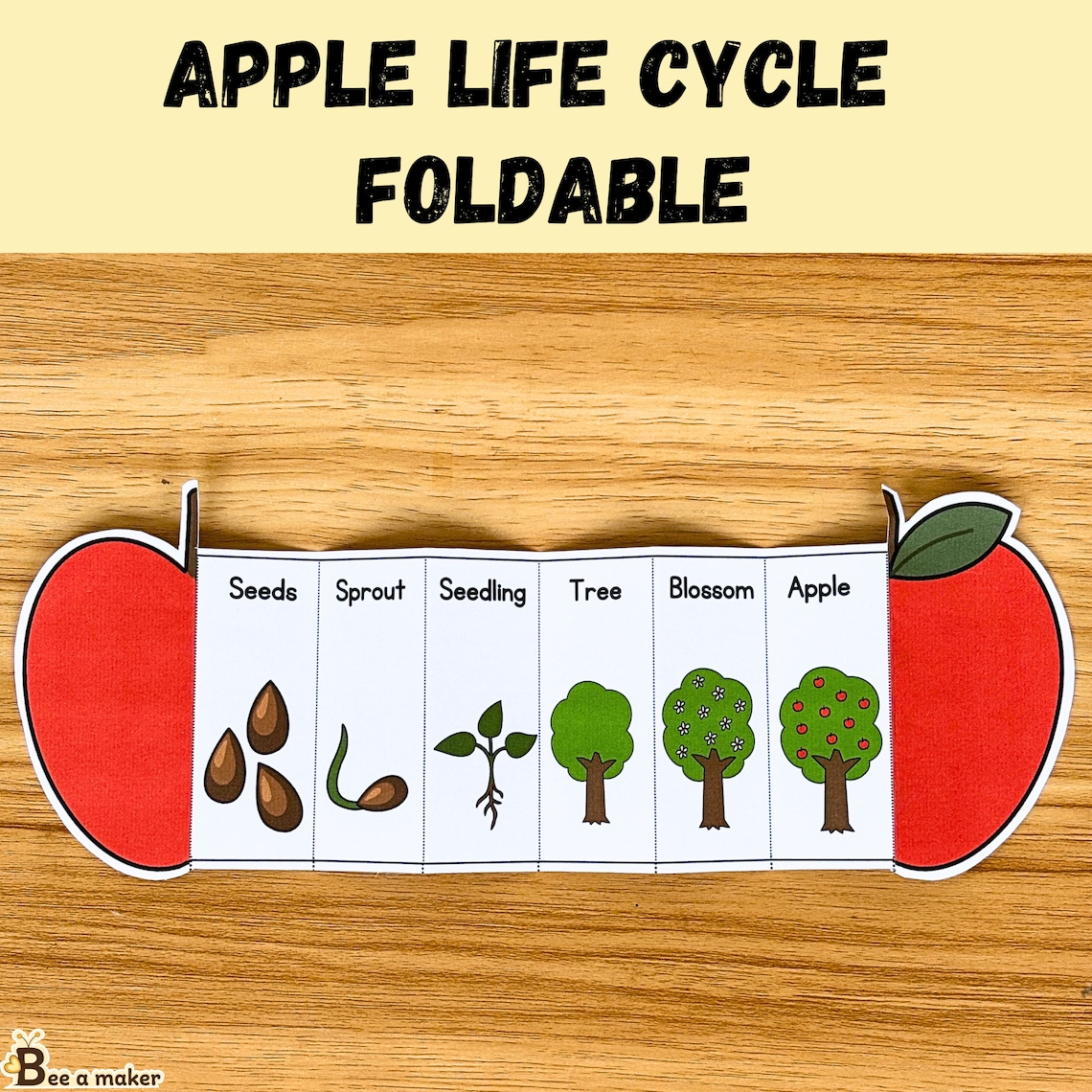 Apple Life Cycle Foldable - Etsy