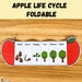 Apple Life Cycle Foldable - Etsy