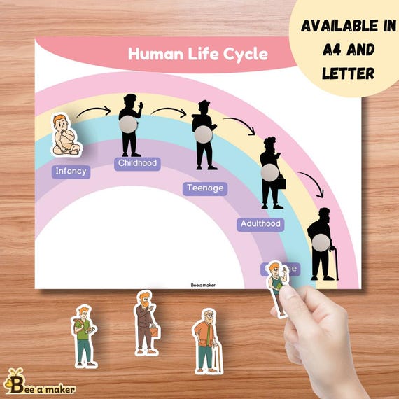 What Is The Human Life Cycle In Biology