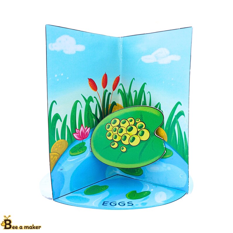Frog Lifecycle 3D Craft DIY Printable Activity - Etsy