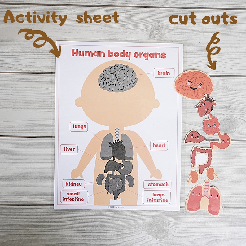 Human Anatomy Printable, Body Organs Matching Activity Busy Book Pdf ...