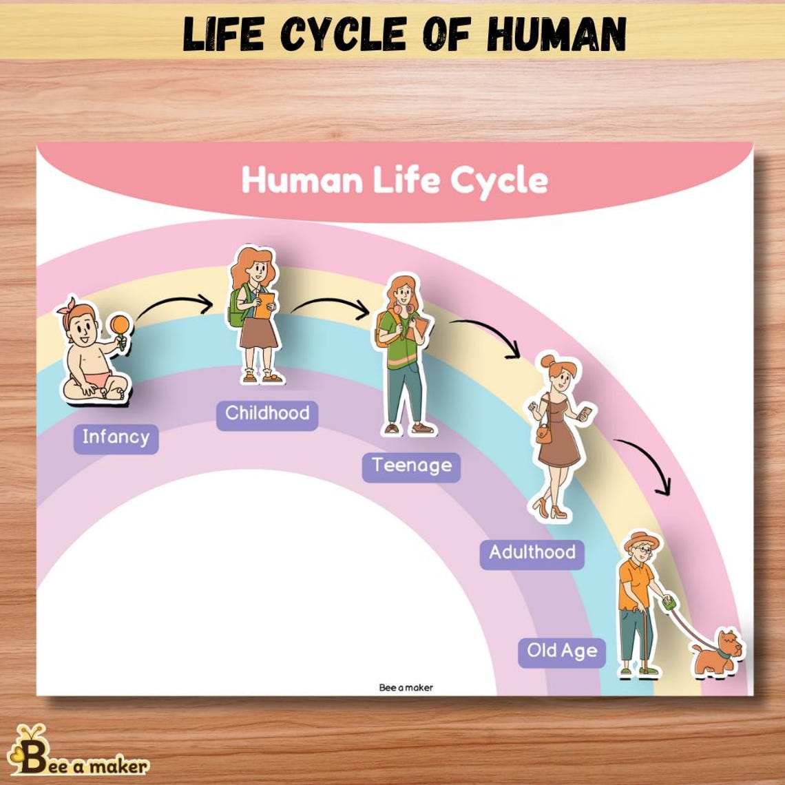 Human Life Cycle Activity Pack | Montessori Science Printable | Stages ...
