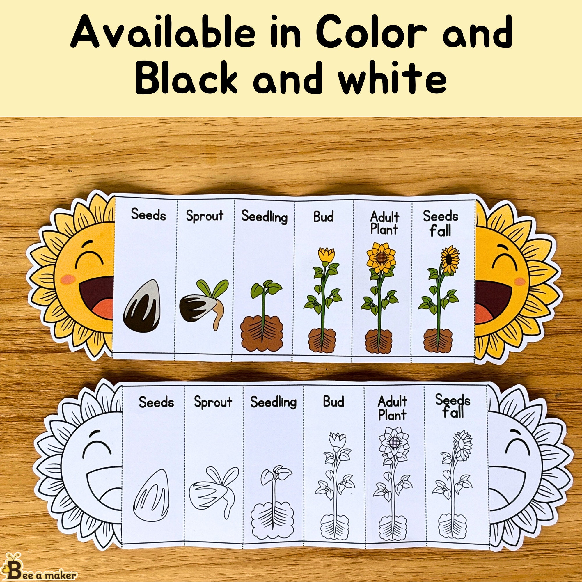 Sunflower Life Cycle Foldable - Etsy
