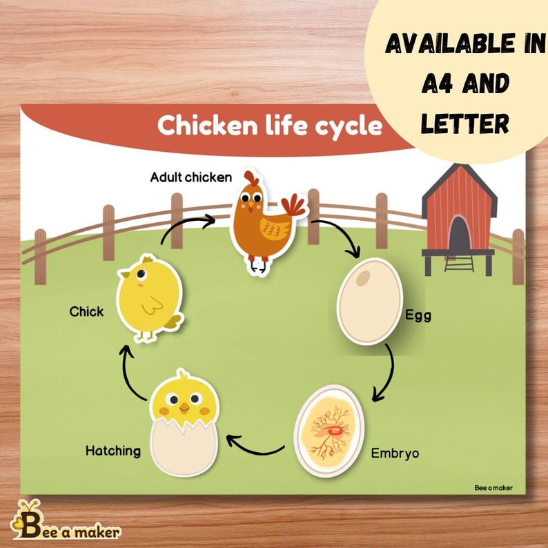 Chicken Life Cycle Busy Book Printable | A4 & Letter Size | Montessori ...