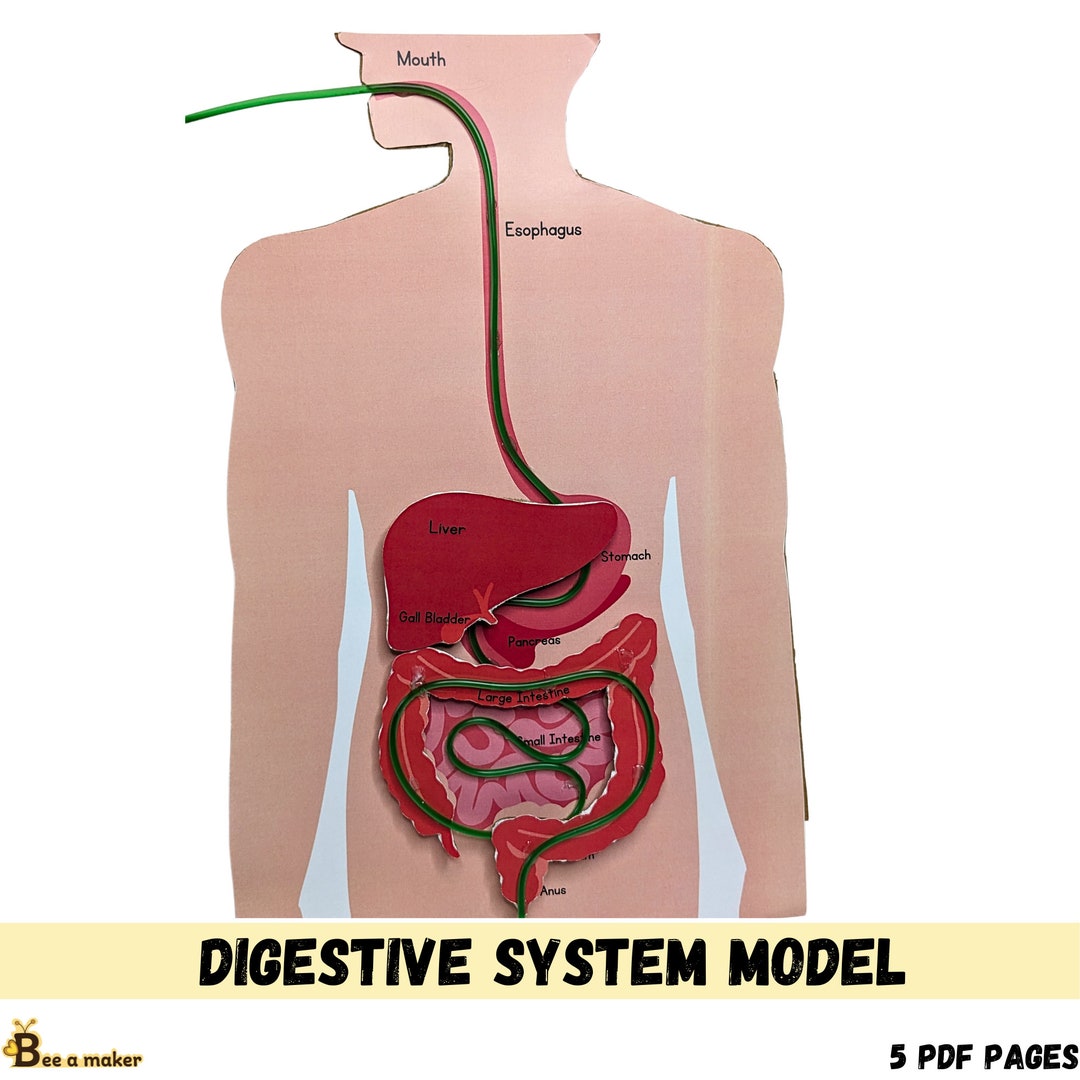 Digestive System Model- Science Model - Etsy