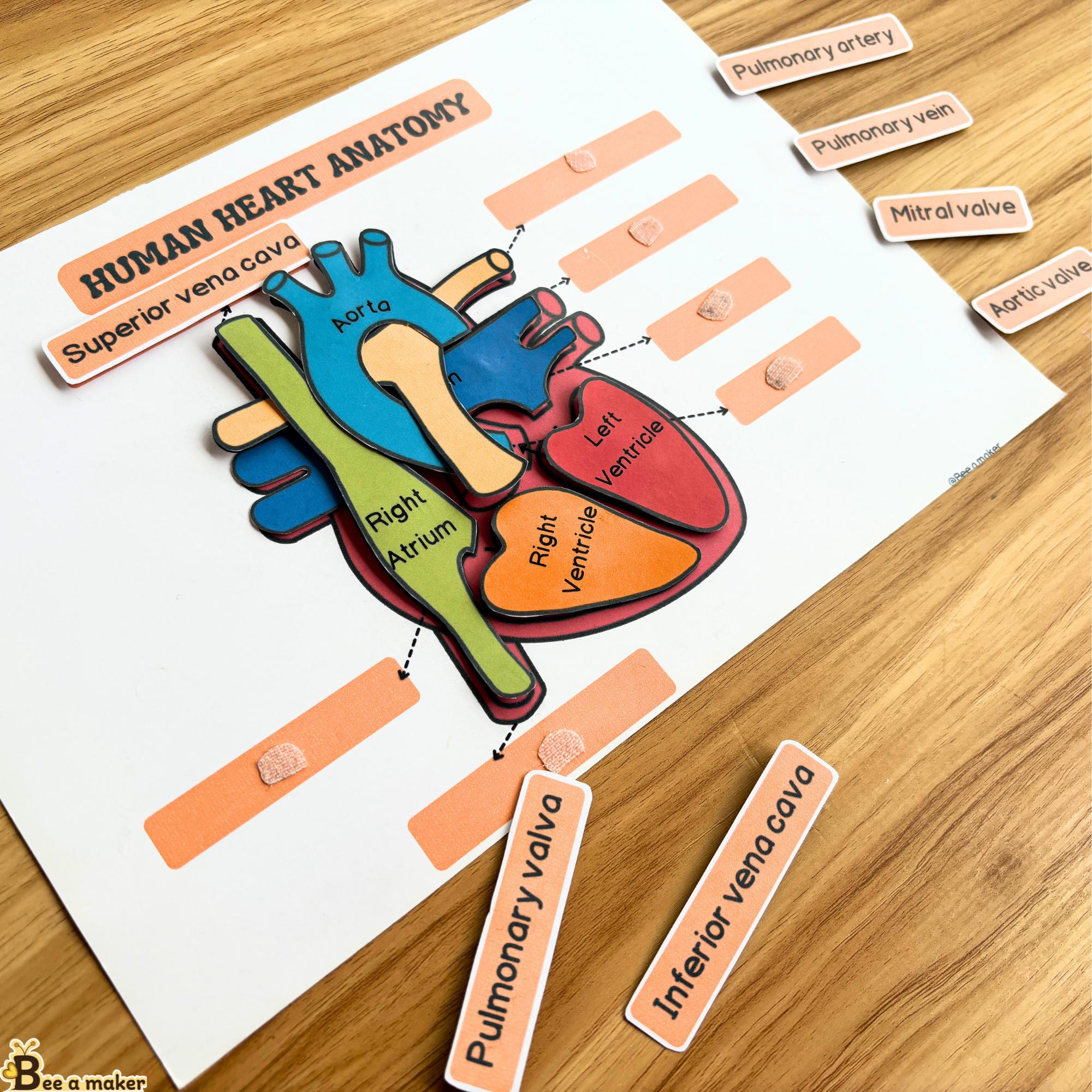 Heart Anatomy and Circulatory System - Etsy