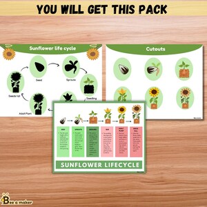 Sunflower Life Cycle Busy Book Page | 6-stage Plant Growth Printable ...