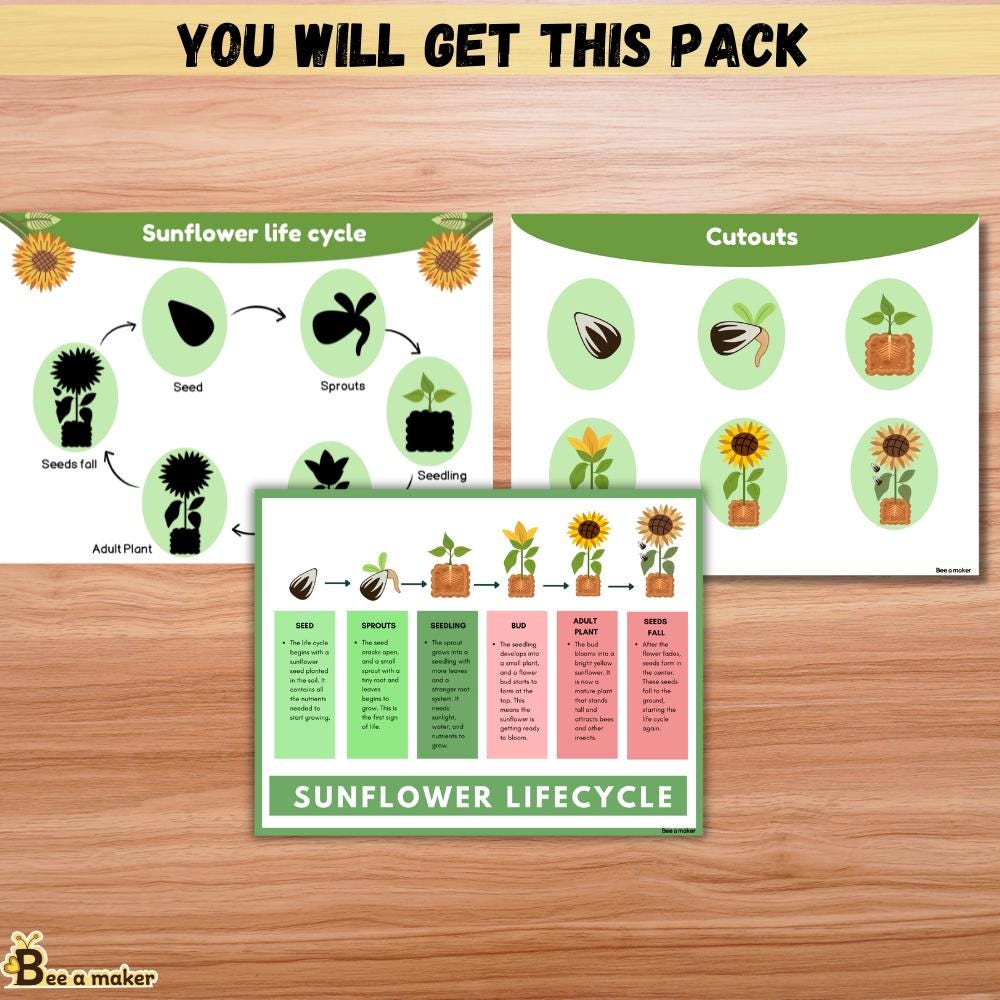 Sunflower Life Cycle Busy Book Page | 6-stage Plant Growth Printable ...