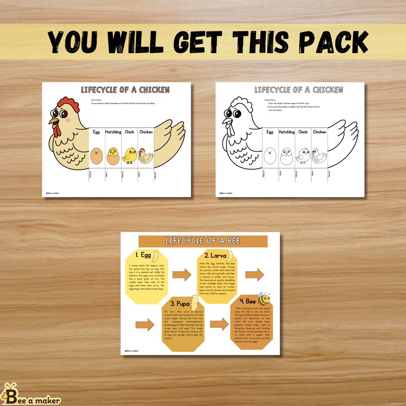 Chicken Life Cycle Foldable - Etsy