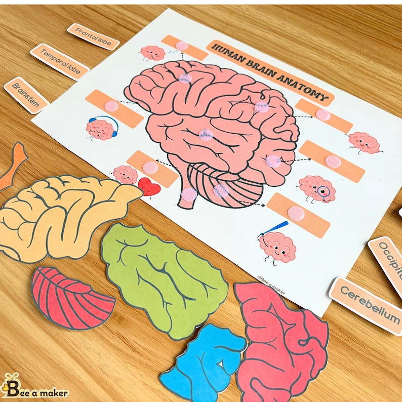 Human Brain Anatomy Busy Book Page - Etsy