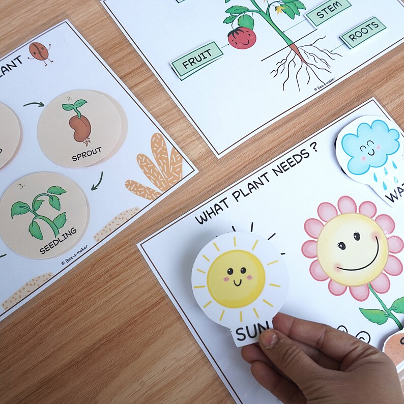 Parts of a Plant Lifecycle and Needs of Plant Unit for Kids - Etsy