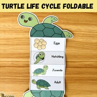 Sea Turtle Life Cycle Print + Sequencing Activity - Etsy UK