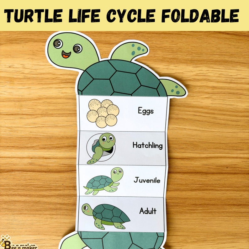 Turtle Life Cycle Foldable - Etsy
