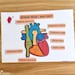 Heart Anatomy and Circulatory System - Etsy