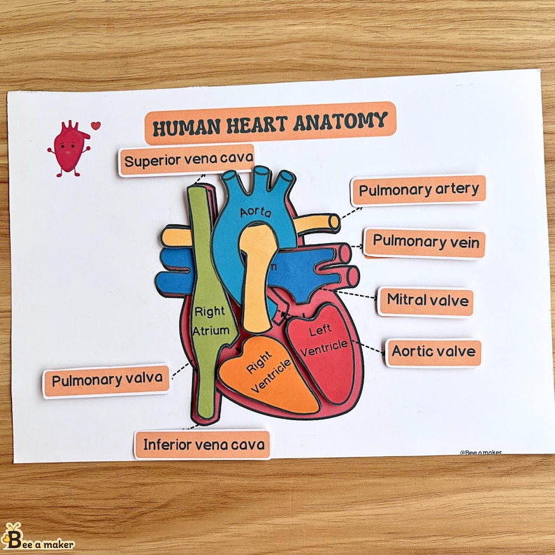 Heart Anatomy and Circulatory System - Etsy