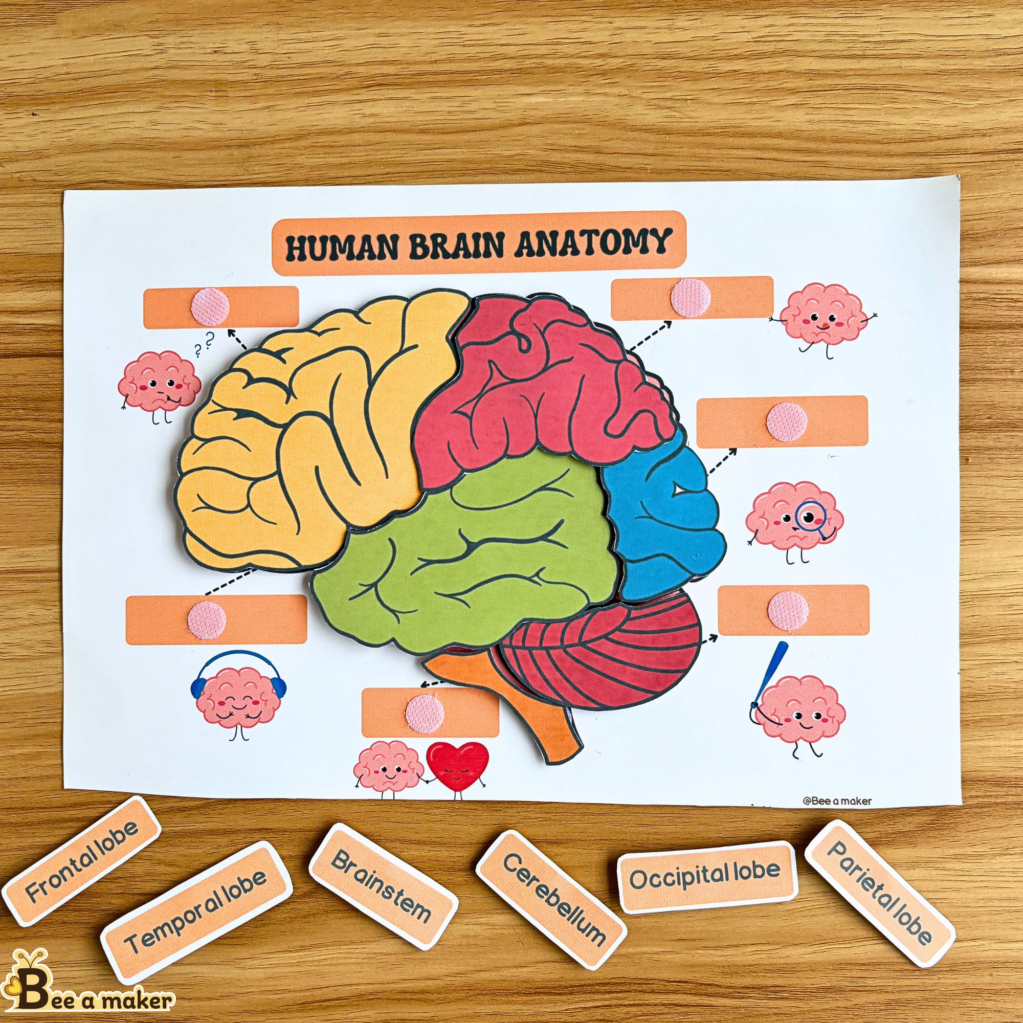 Human Brain Anatomy Busy Book Page - Etsy