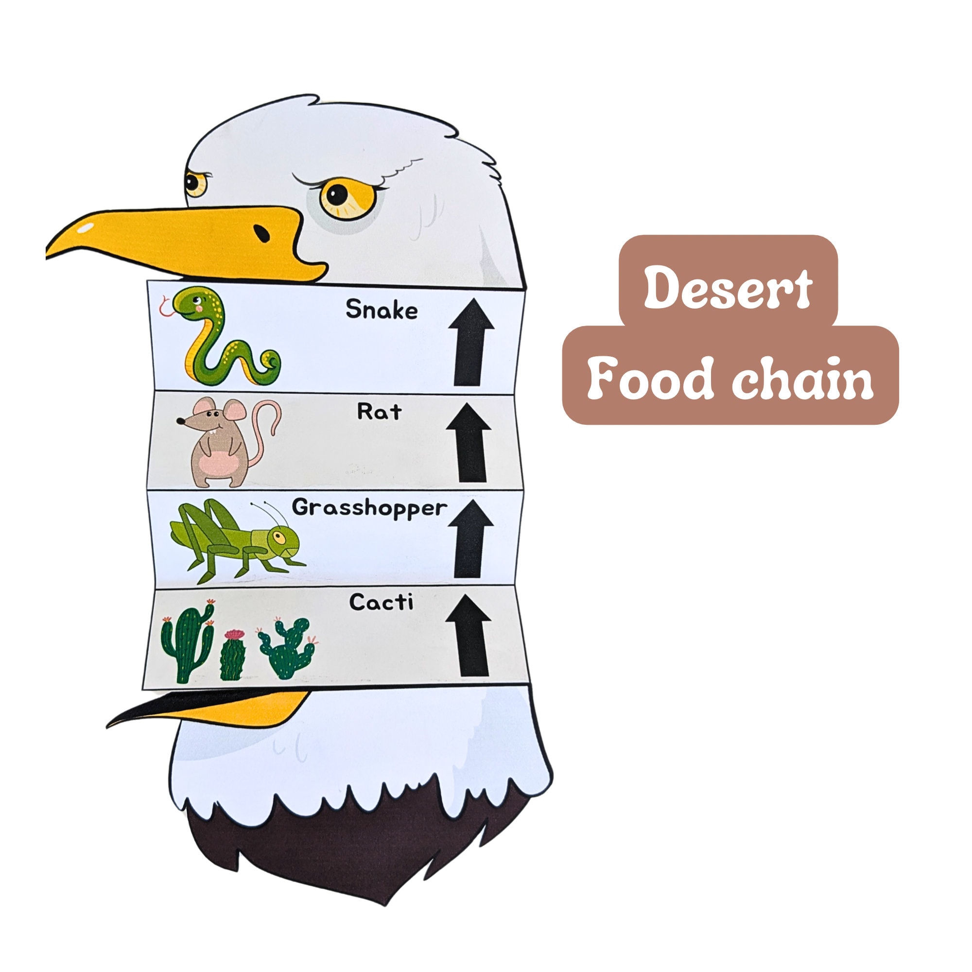 Food Chain- Marine Foodchain, Arctic Foodchain, Grassland Foodchain and ...