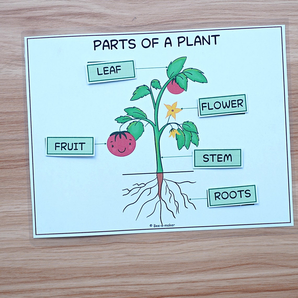 Parts of a Plant Lifecycle and Needs of Plant Unit for Kids - Etsy