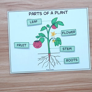 Parts of a Plant, Lifecycle and Needs of Plant Unit for Kids - Etsy