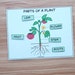Parts of a Plant, Lifecycle and Needs of Plant Unit for Kids - Etsy