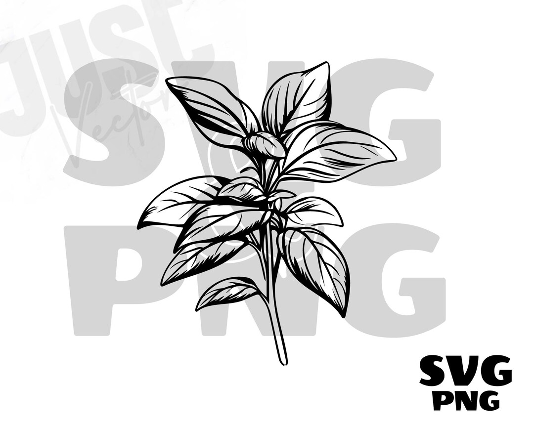 Basil Leaves, Basil SVG, Leaf SVG, Herbs SVG, Basil Clipart, Basil ...