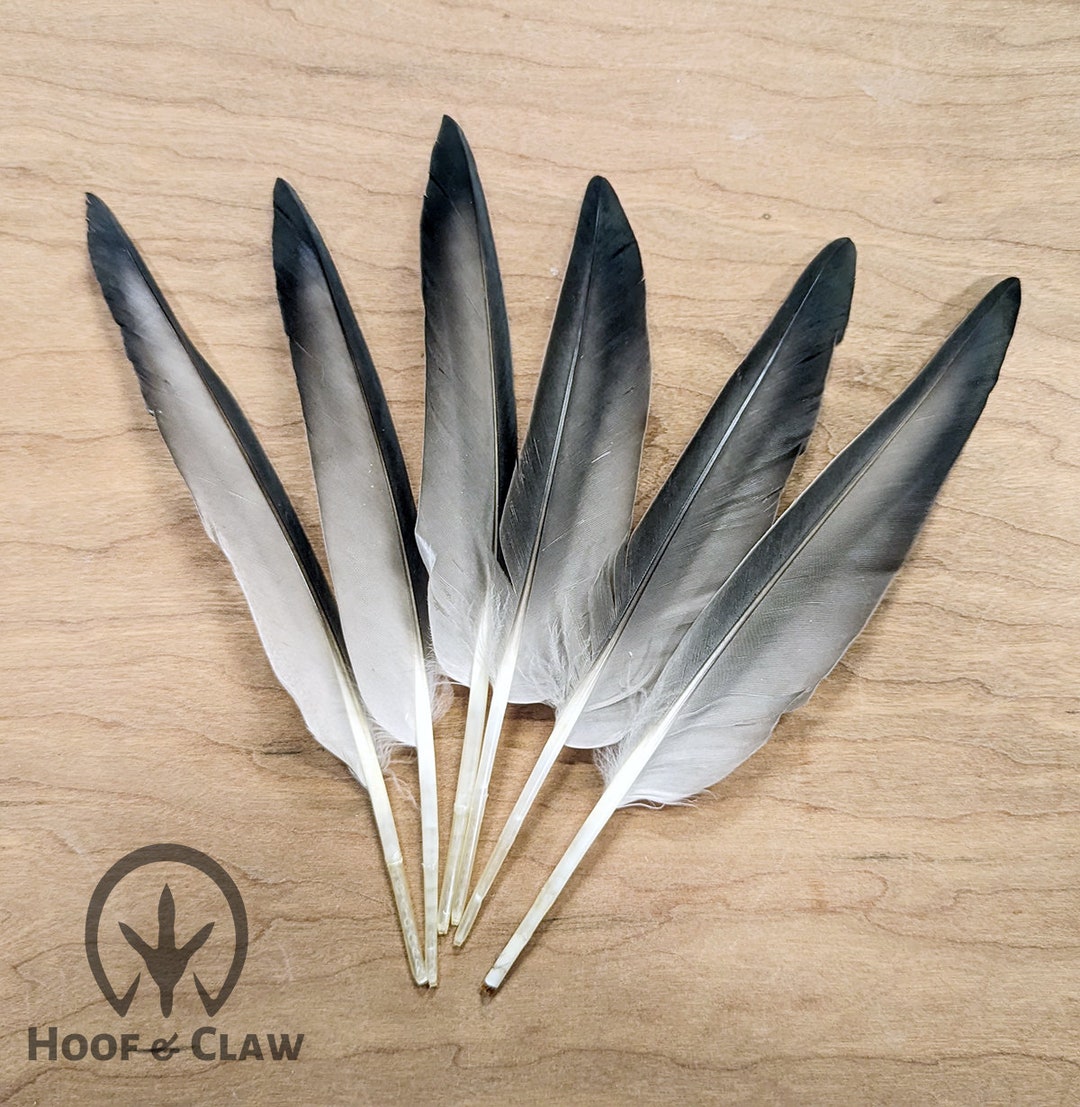 Duck Wing Feathers (6-8"): Ethically Sourced Quill Pen Crafting ...