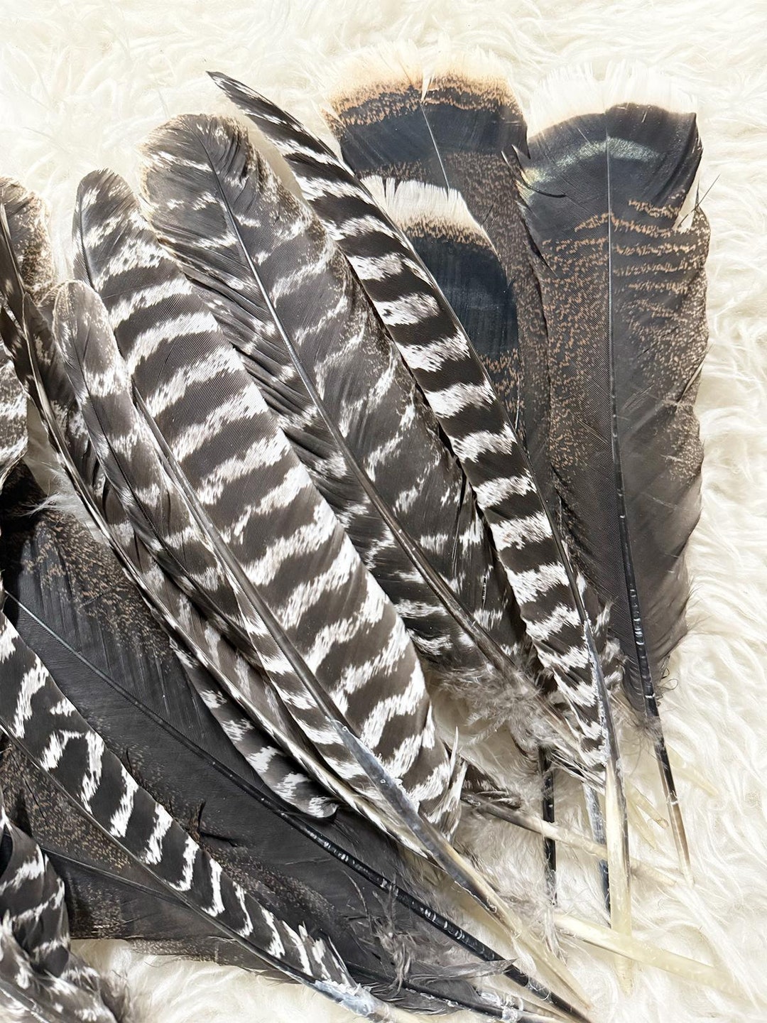Turkey Feathers 10-14" Wing and Tail Feathers for Crafts, Jewelry ...
