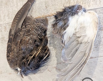 Dried Quail Wings4 for Crafts & Cats - Etsy
