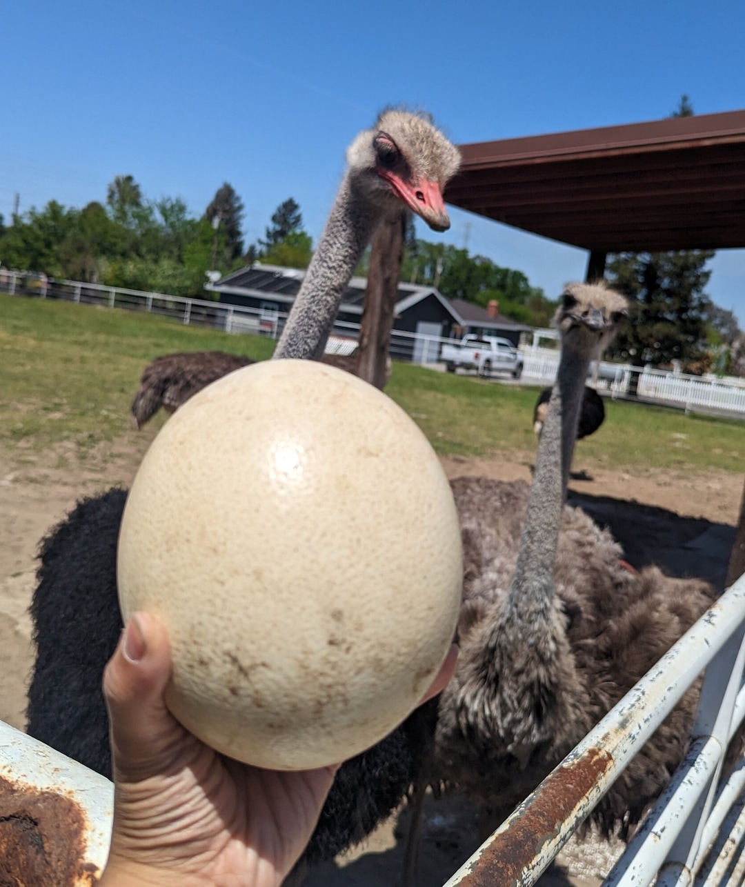 Fresh Ostrich Egg for Eating and Shell for Crafting Free Shipping - Etsy