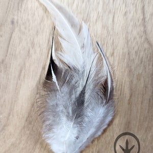 Colorful Rooster Saddle Hackle Feathers 40 Feathers, Assorted Sizes ...