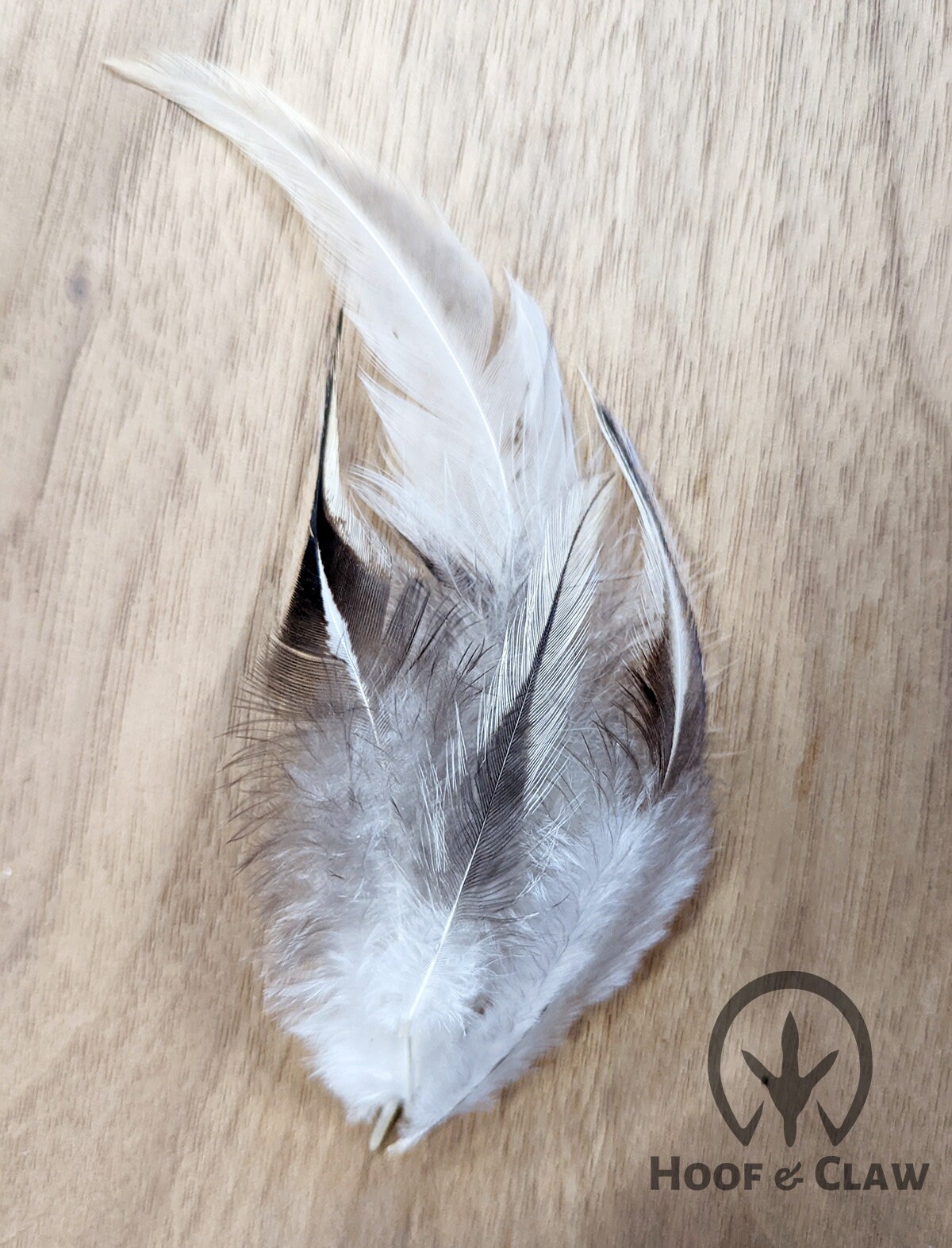 Colorful Rooster Saddle Hackle Feathers 40 Feathers Assorted - Etsy