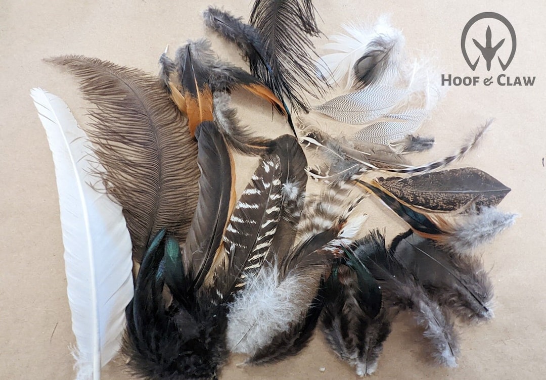 200+ Variety Feathers for Crafting or Jewelry Making | Ethically ...