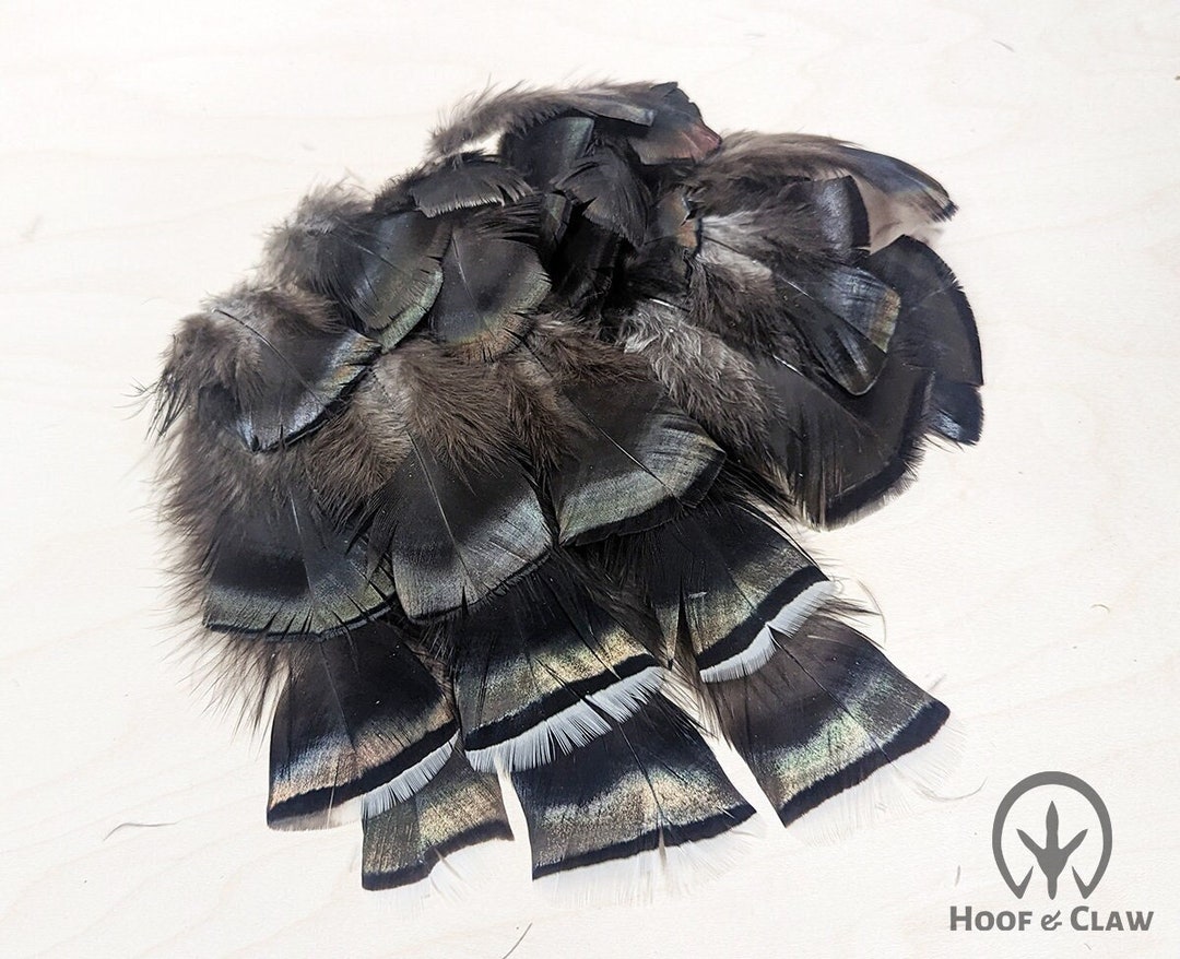 Turkey Feathers 3-6" for Crafts or Jewelry Making, Ethically Sourced ...